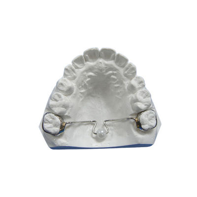 Tooth Model Dental Functional Appliance Teaching Denture Oral Model